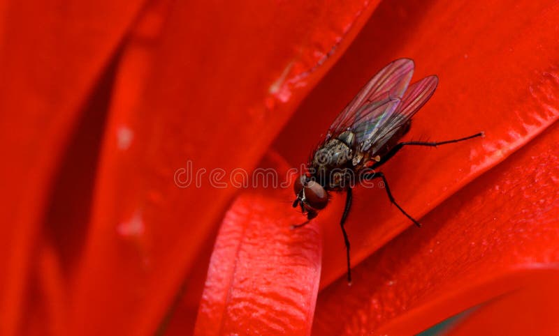 Macro of Fly on Red Flower Petals Stock Image - Image of flower, petals ...