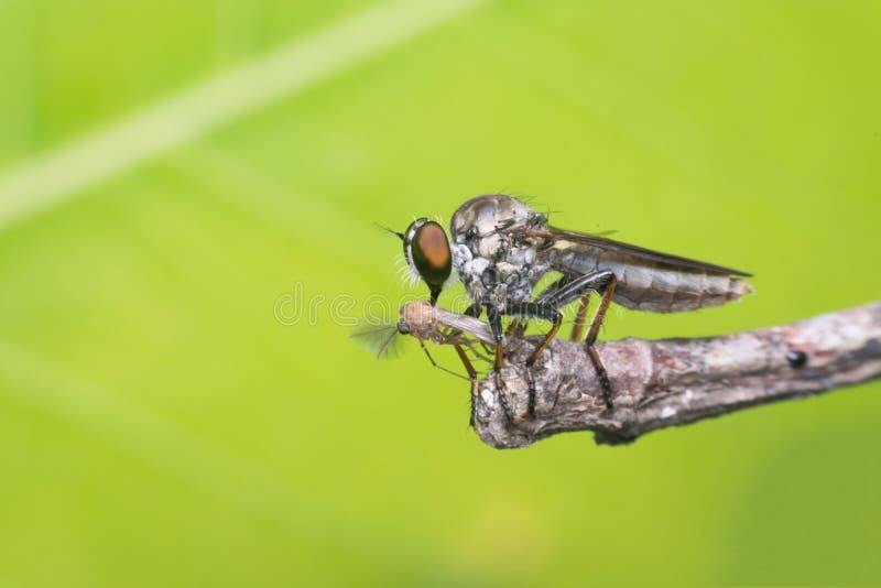 Macro of Fly Robber Fly, Asilidae, Predator Insect Stock Photo - Image ...