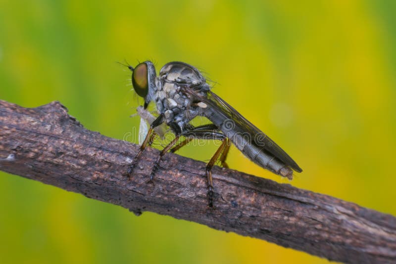 Macro of Fly (Robber Fly, Asilidae, Predator) Insect Stock Image ...