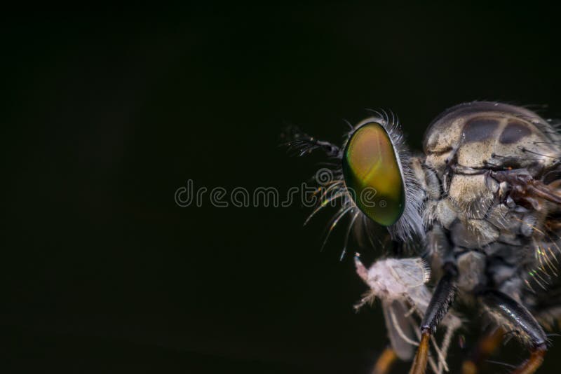 Macro of Fly (Robber Fly, Asilidae, Predator) Insect Stock Image ...