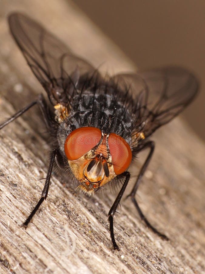 Macro of Fly Showing Details in Face Stock Image - Image of hair ...