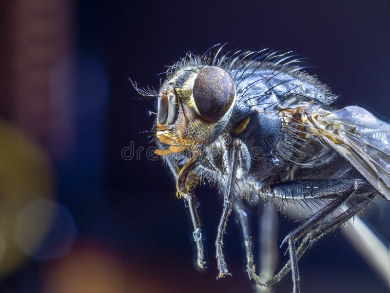 A Fly,close Up, Macro, Big Fly, Monster Insect, Side View Stock Photo ...