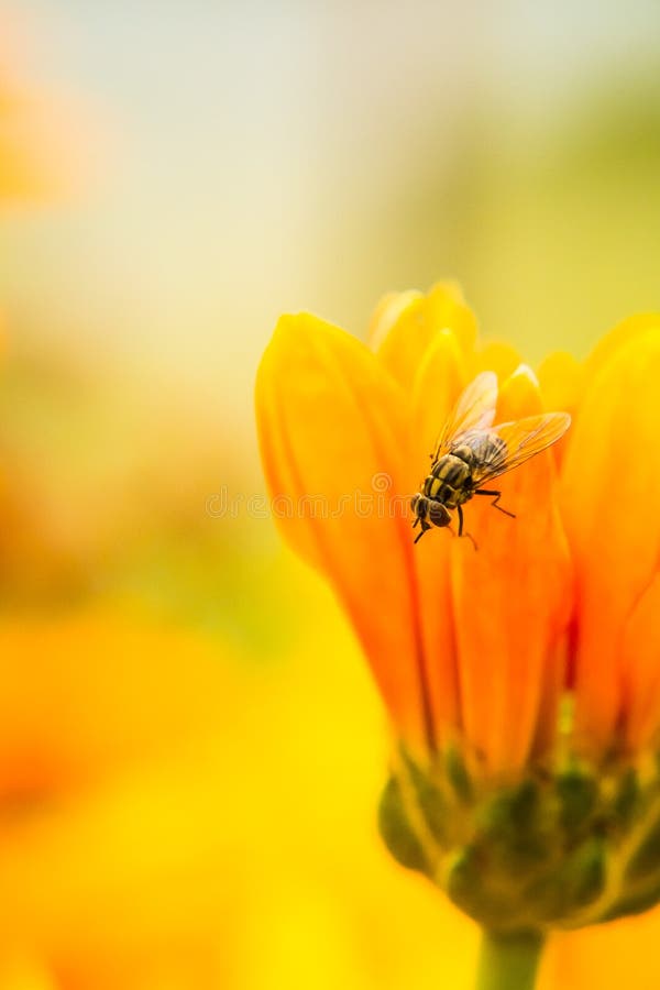 A Macro of a Fly Sticking Onto a Flower Stock Photo - Image of texture ...