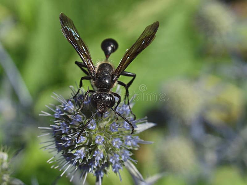 Macro of a Flying Ant Insect Stock Image - Image of fauna, bloom: 166404967
