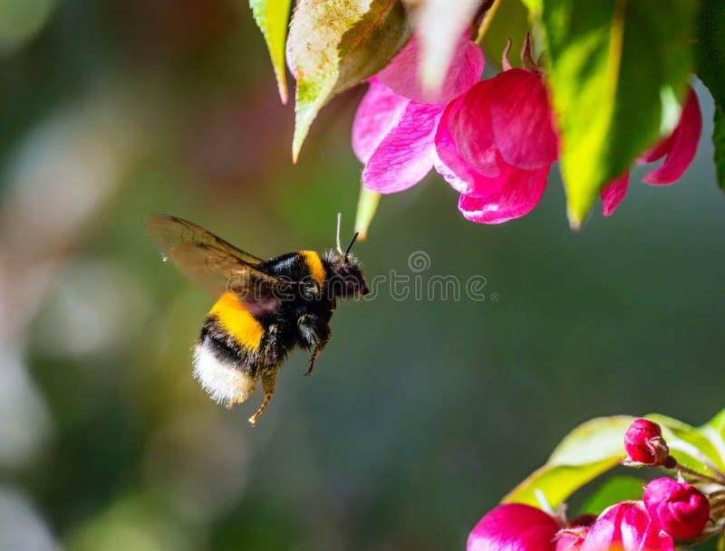 Macro of a Flying Bumblebee Stock Photo - Image of blooming, blossoming ...