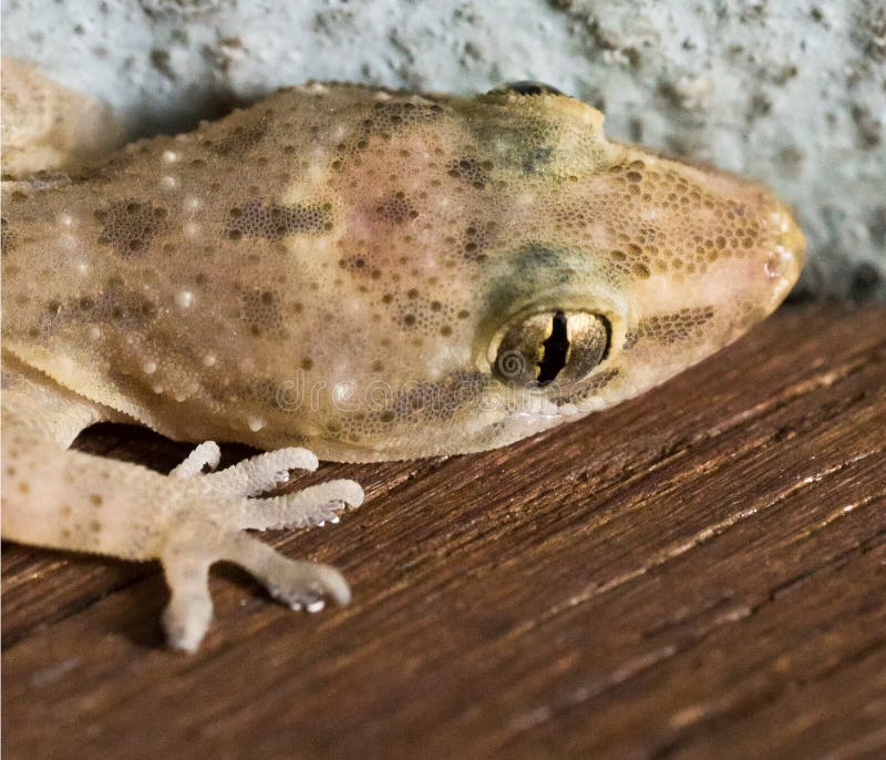 Macro Focus on the Eyes of Lizard. Stock Image - Image of floor, head ...