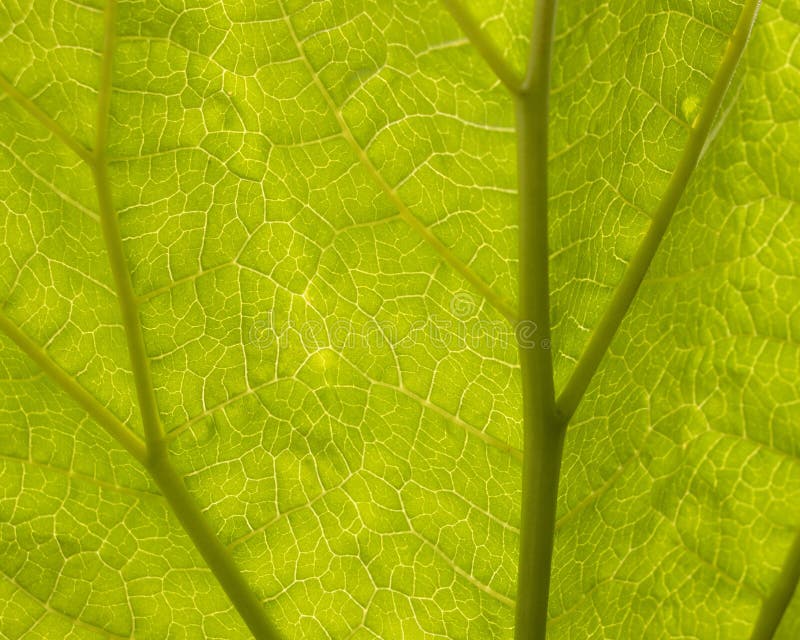 Macro Focus Shot of a Green Plant Leaf with Veins Stock Photo - Image ...