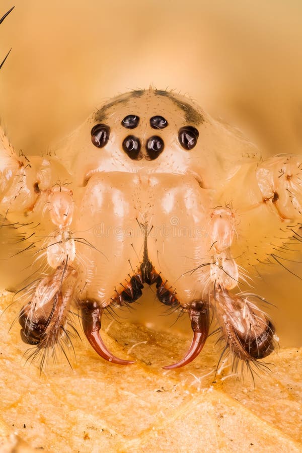Common Hammock-weaver, Spider, Linyphia Triangularis Stock Image ...