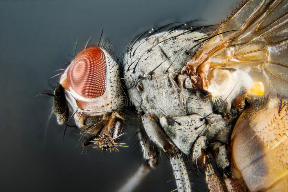 Focus Stacking - Fly, Flies Stock Image - Image of insect, close: 110166729