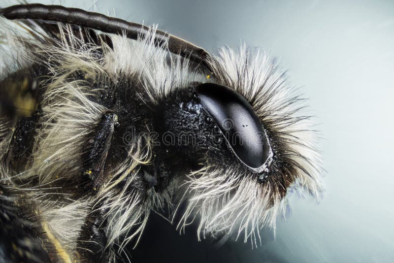 Grey Mining Bee, Bee, Bees stock photo. Image of spring - 110157280