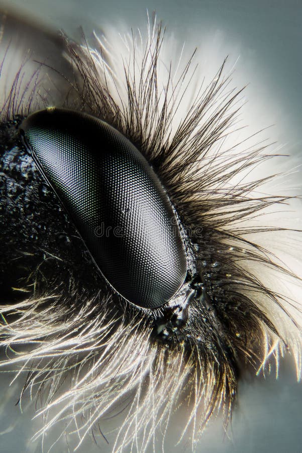 Grey Mining Bee, Bee, Bees stock photo. Image of cineraria - 110157290