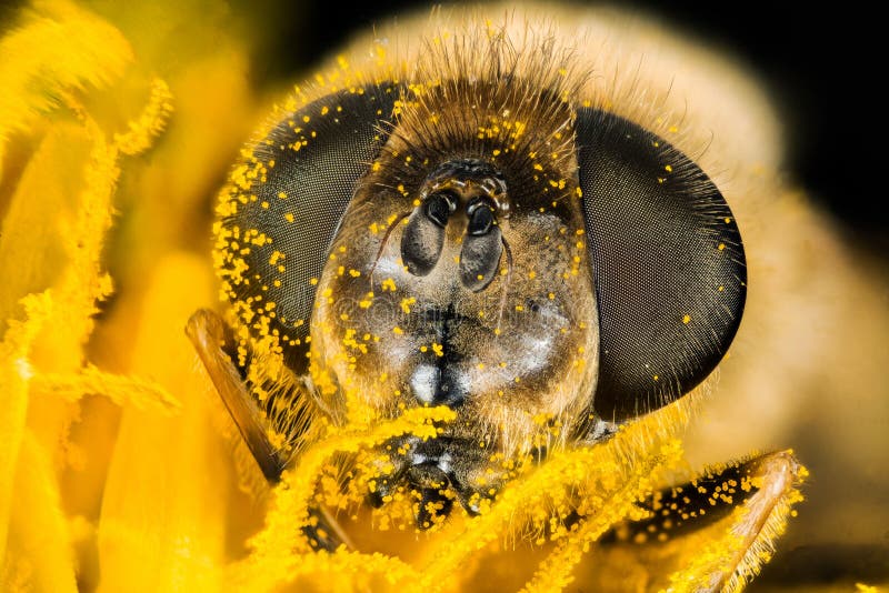 Hover Fly, Flower Flies, Syrphid Flies, Hoverflies, Diptera, Syrphidae ...