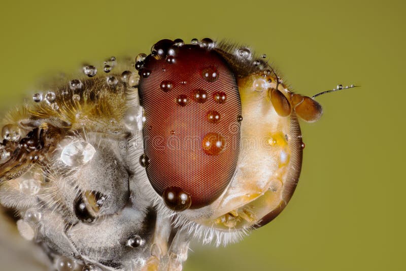 Hover-fly, Hoverfly, Fly, Flies Stock Image - Image of spring ...