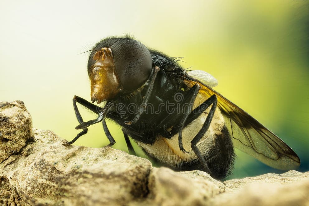 Pellucid Fly, Pellucid Hoverfly, Volucea Pellucens Stock Photo - Image ...