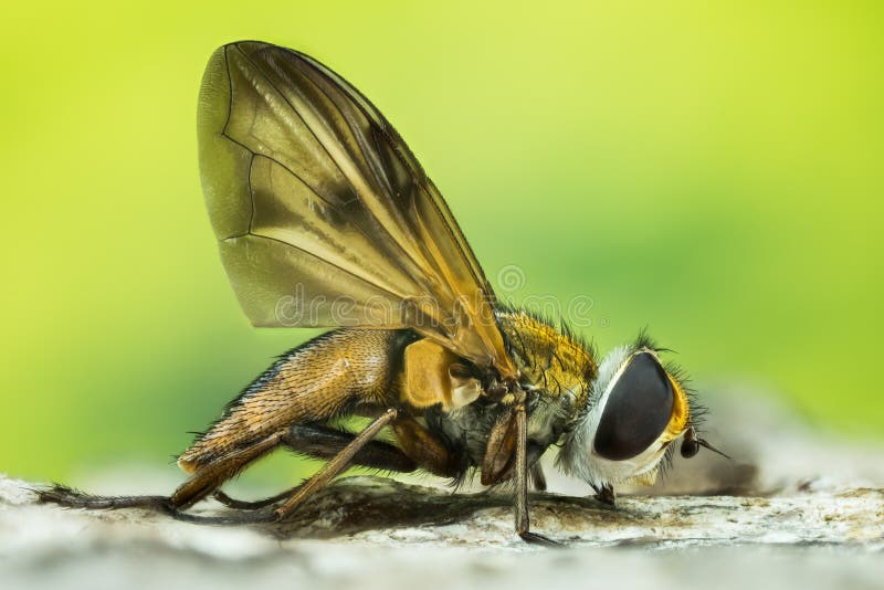 Fly, Phasia hemiptera stock photo. Image of focus, natural - 112823166