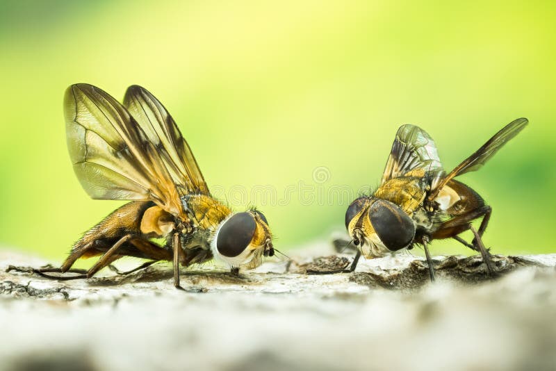 Fly, Phasia hemiptera stock image. Image of wing, micro - 112823229