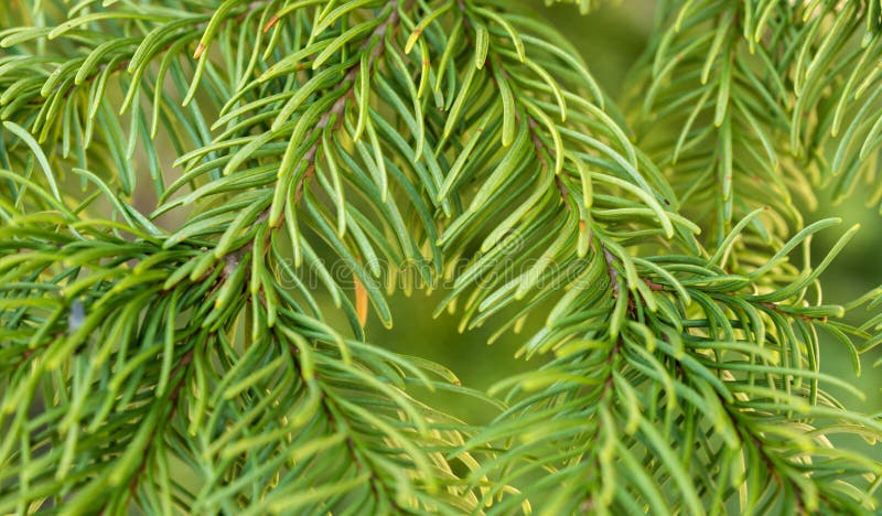 Macro Focus on Tips of Pine Tree Needles Stock Photo - Image of thin ...