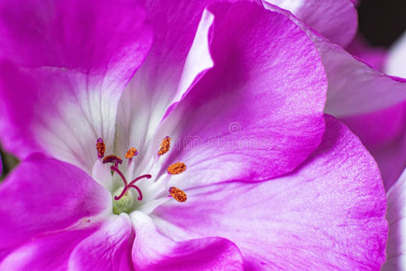 Macro Focused Pistil of Pink Geranium Flower Stock Photo - Image of ...