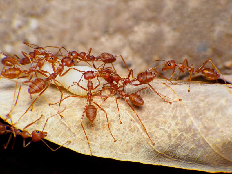 Macro Fonctionnant De Fourmi Rouge En Oeuf Moveing De Fourmi De Section ...