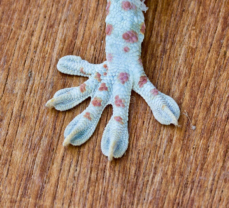 Gecko foot stock image. Image of adhere, setae, hairs - 25263133