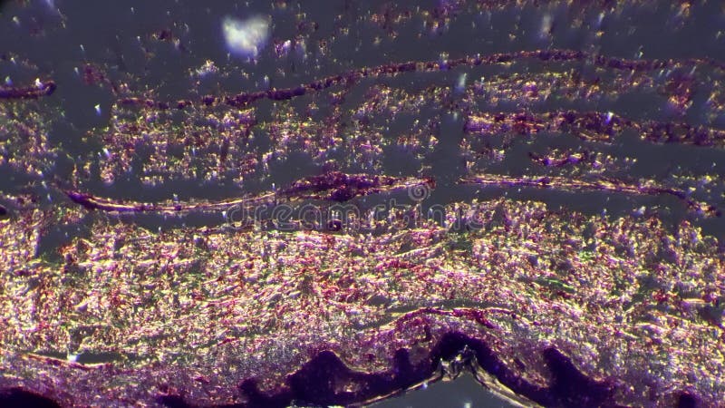 Simple Squamous Epithelium Sec Filmed Under Microscope with 200 Times ... Simple Squamous Epithelium Sec Filmed Under Microscope with 200 Times ...