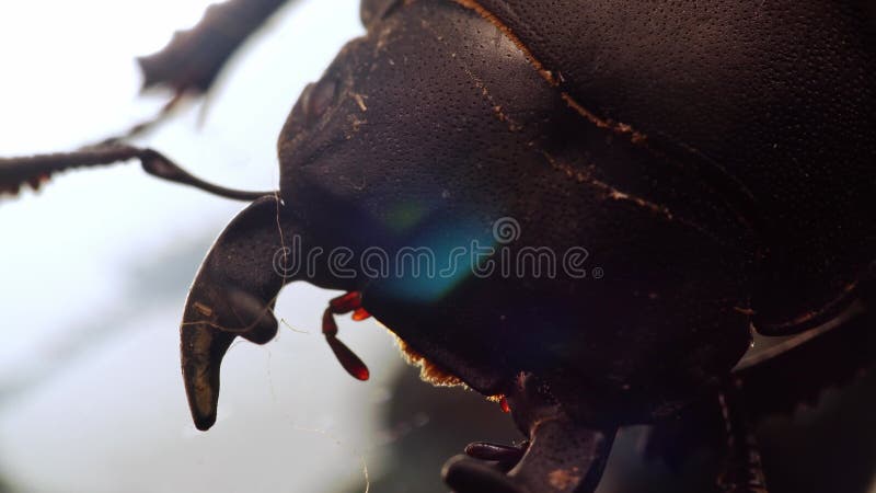 Macro Footage of Stag Beetle Under Microscope Who is Moving Its Claws ...