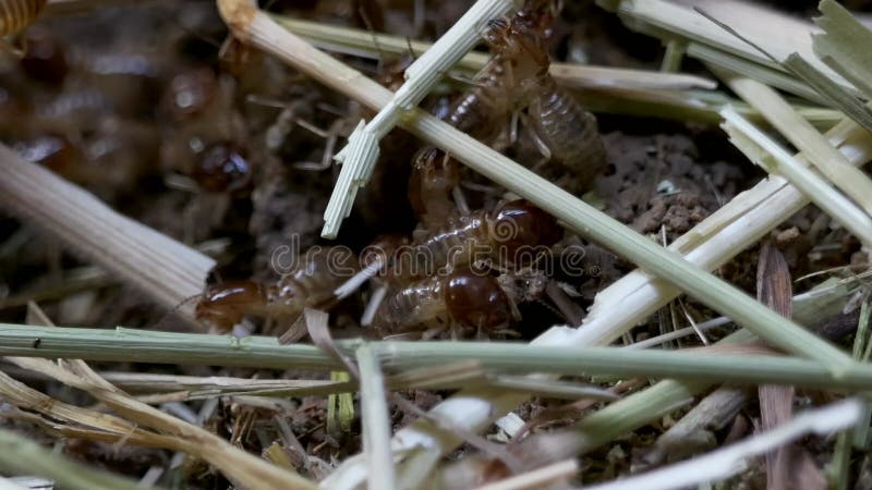 Macro Footage of Termite Insects Feeding on Decaying Plant Materials on ...