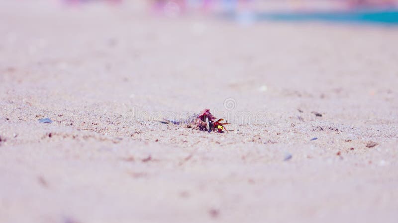 Macro Footage of Wasps on Beach Sand Stock Footage - Video of insect ...