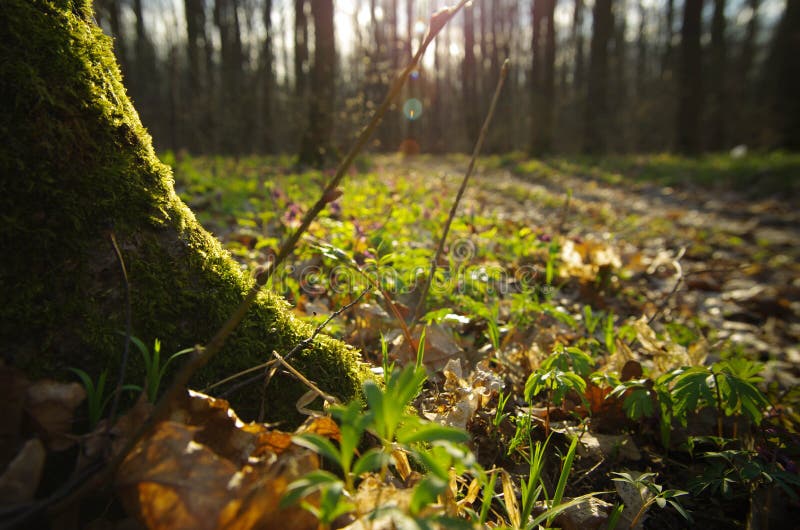 Macro forest stock photo. Image of wood, green, miniworld - 45262926