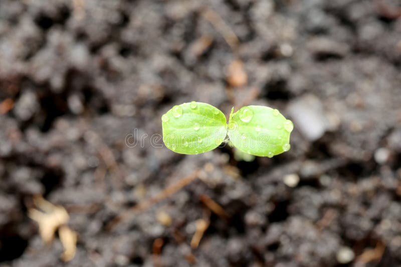 Macro of Forest Tree Seedling. Stock Image - Image of water, plants ...