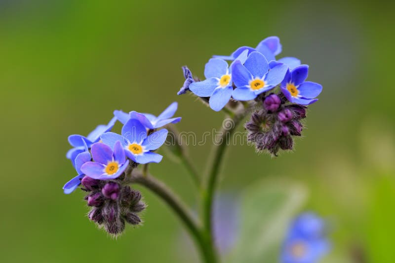 Forget-me-not Flowers, Barrelier`s Bugloss or False Alkanet - Anchusa ...