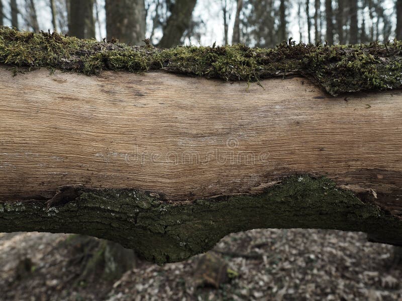 Macro Foto Wood Texture Wood Cortex Tree Stock Image - Image of surface ...