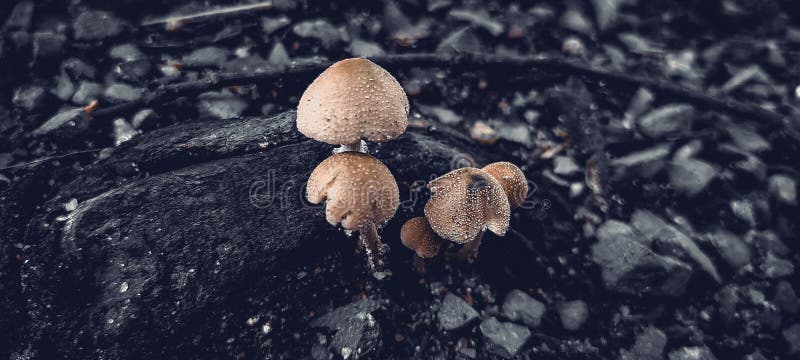 Macro Fotos De Casa De Hongos Foto de archivo - Imagen de hongos, setas ...