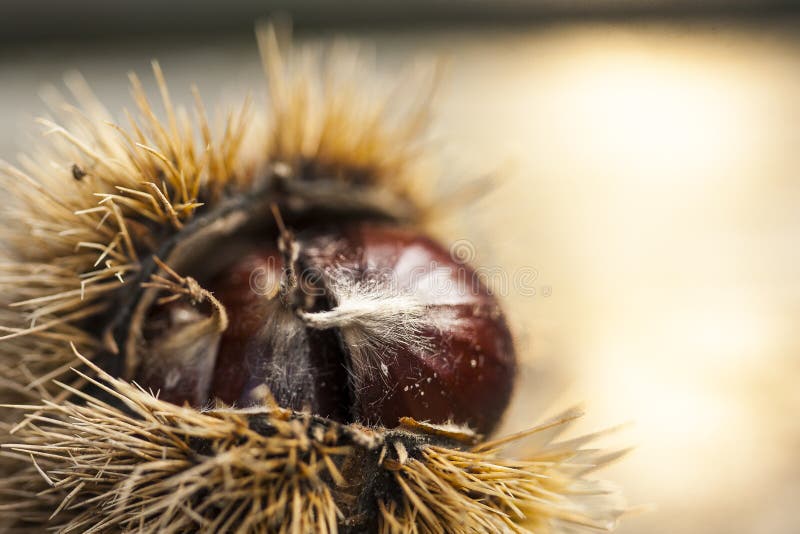 Chestnut in Shell Fall Season Stock Image - Image of fresh, food: 107427539