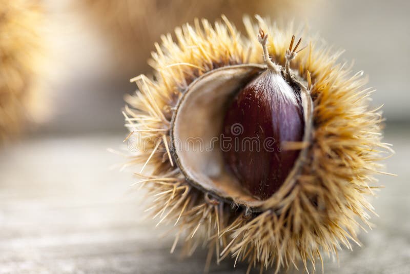 Chestnut in Shell Fall Season Stock Image - Image of food, season ...