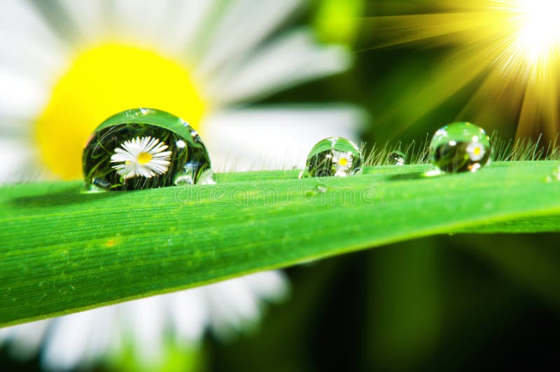 Macro of Fresh Grass with Dew Drop. Stock Photo - Image of growth ...
