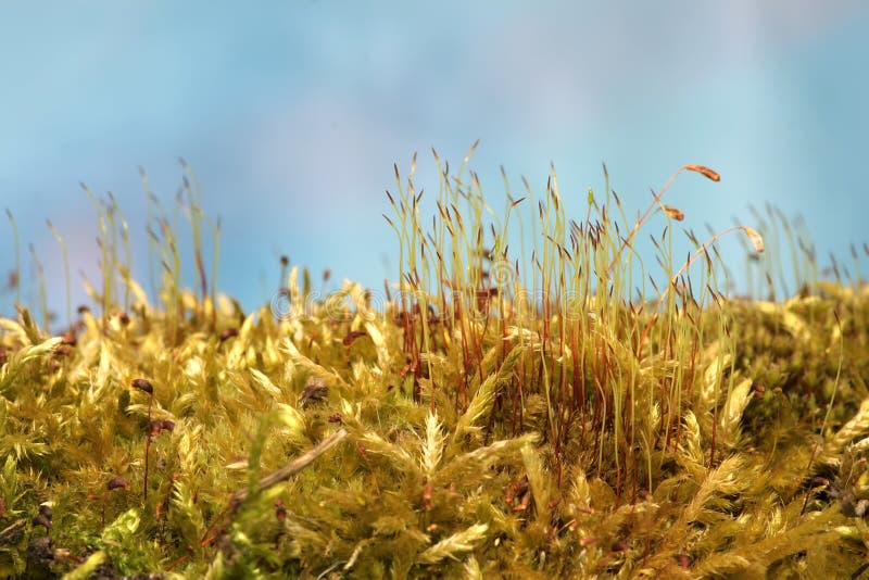 Macro. Fresh Moss Sprouts and Blooms Stock Image - Image of conservancy ...