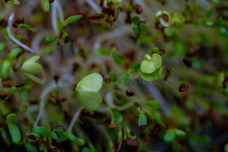 Macro Germination of Corn Isolated on White Stock Image - Image of ... Macro Germination of Corn Isolated on White Stock Image - Image of ...
