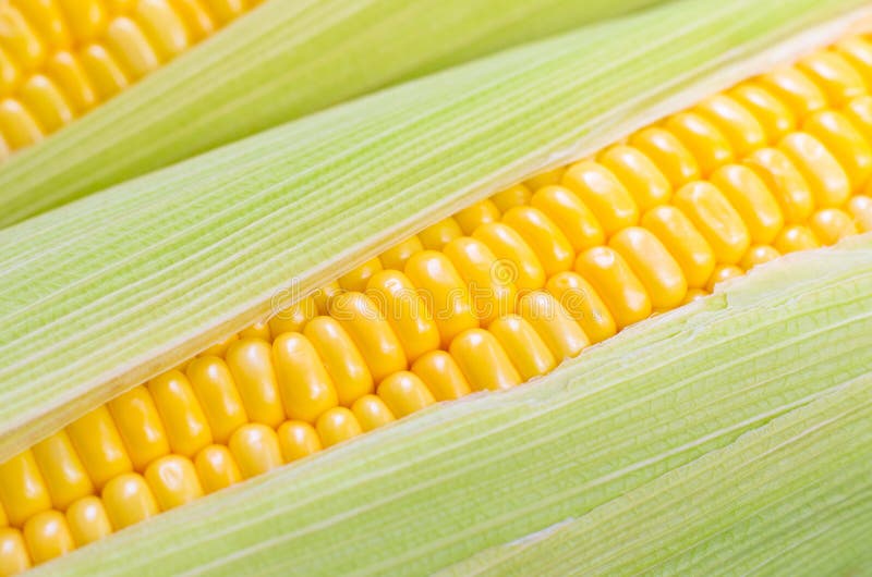 Macro of fresh yellow corn stock image. Image of crop - 92809387