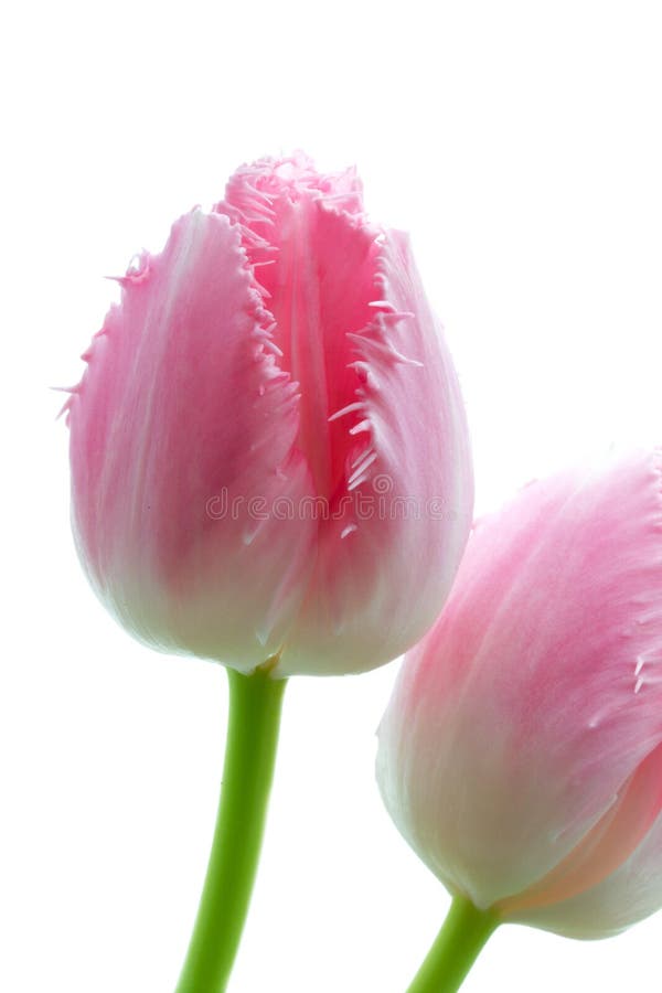 Macro of a Fringed Fancy Frills Tulip Stock Photo - Image of fringed ...