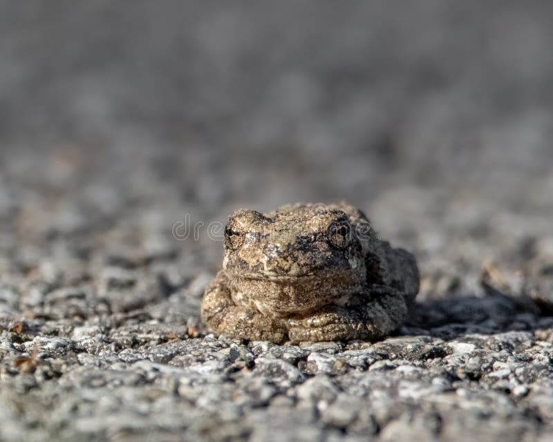 Macro Frog Camouflage on Asphalt Road Stock Photo - Image of wildlife ...