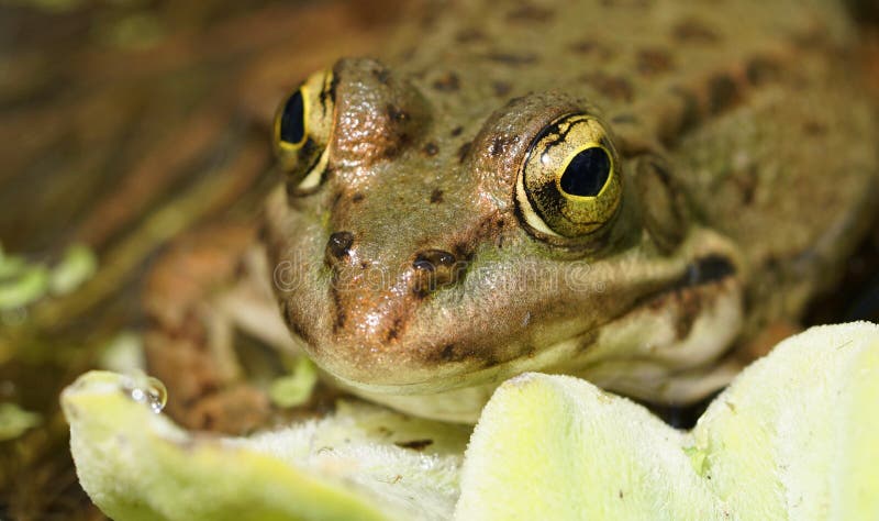 Macro of a frog stock photo. Image of smiling, friendly - 70763032