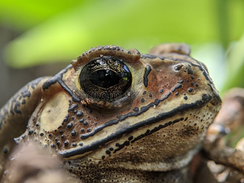 Macro of frog face texture stock image. Image of frog - 256107227