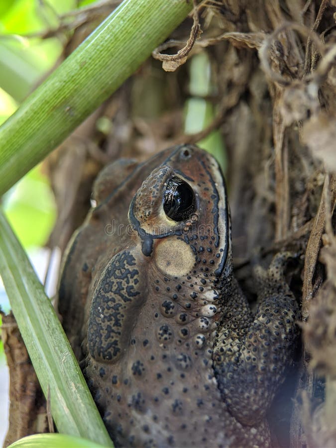 Macro of frog face texture stock image. Image of lizard - 256107313