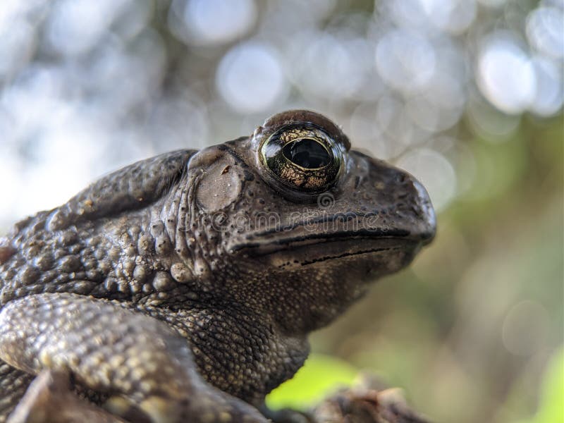 Macro of frog face texture stock photo. Image of amphibian - 256108036