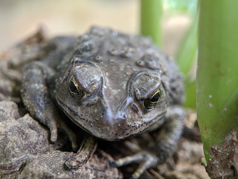 Macro of frog face texture stock photo. Image of toad - 256108108