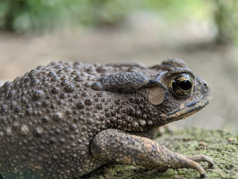 Macro of frog face texture stock photo. Image of lizard - 256108882