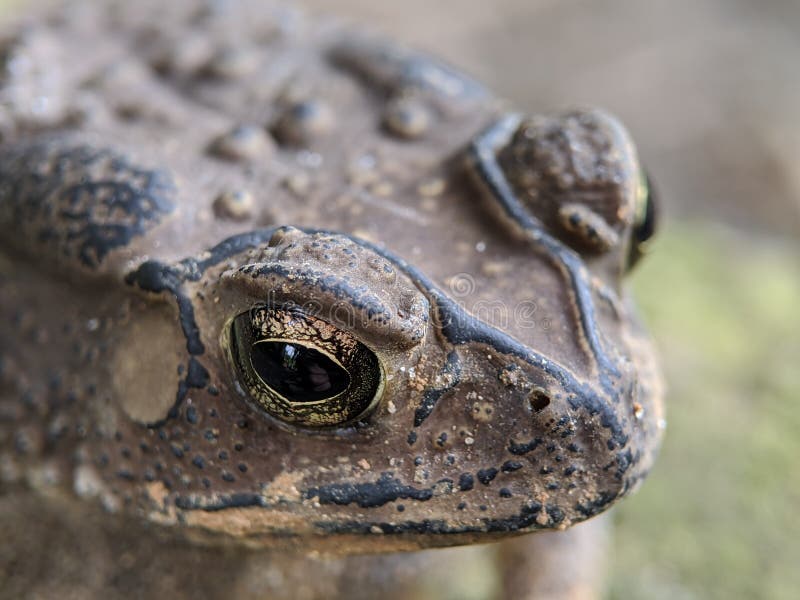 Macro of frog face texture stock image. Image of toad - 256108895