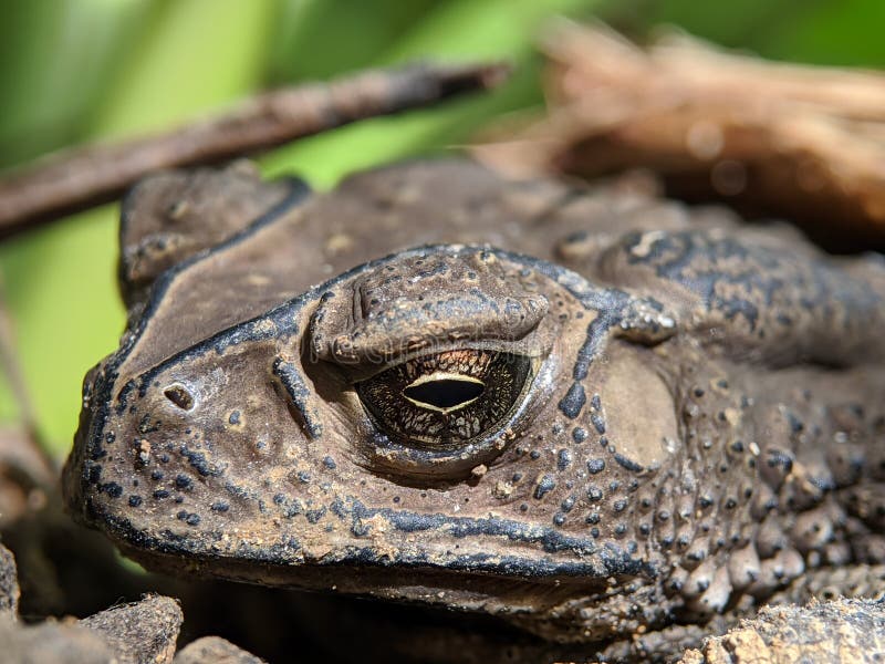 Macro of frog face texture stock photo. Image of crocodile - 256108974