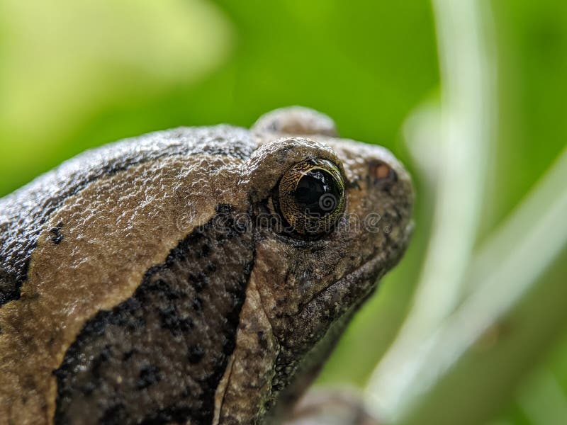 Macro of frog face texture stock photo. Image of face - 256107568